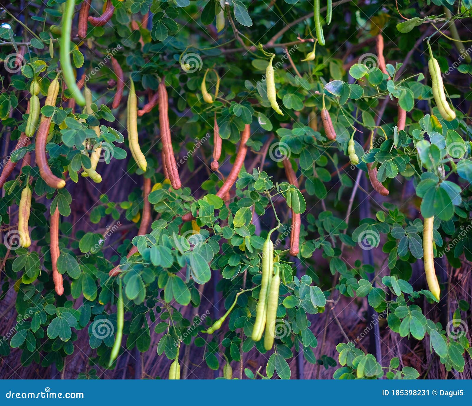 Seed Pods on a Garden Bush. Stock Image - Image of ecology, countryside ...