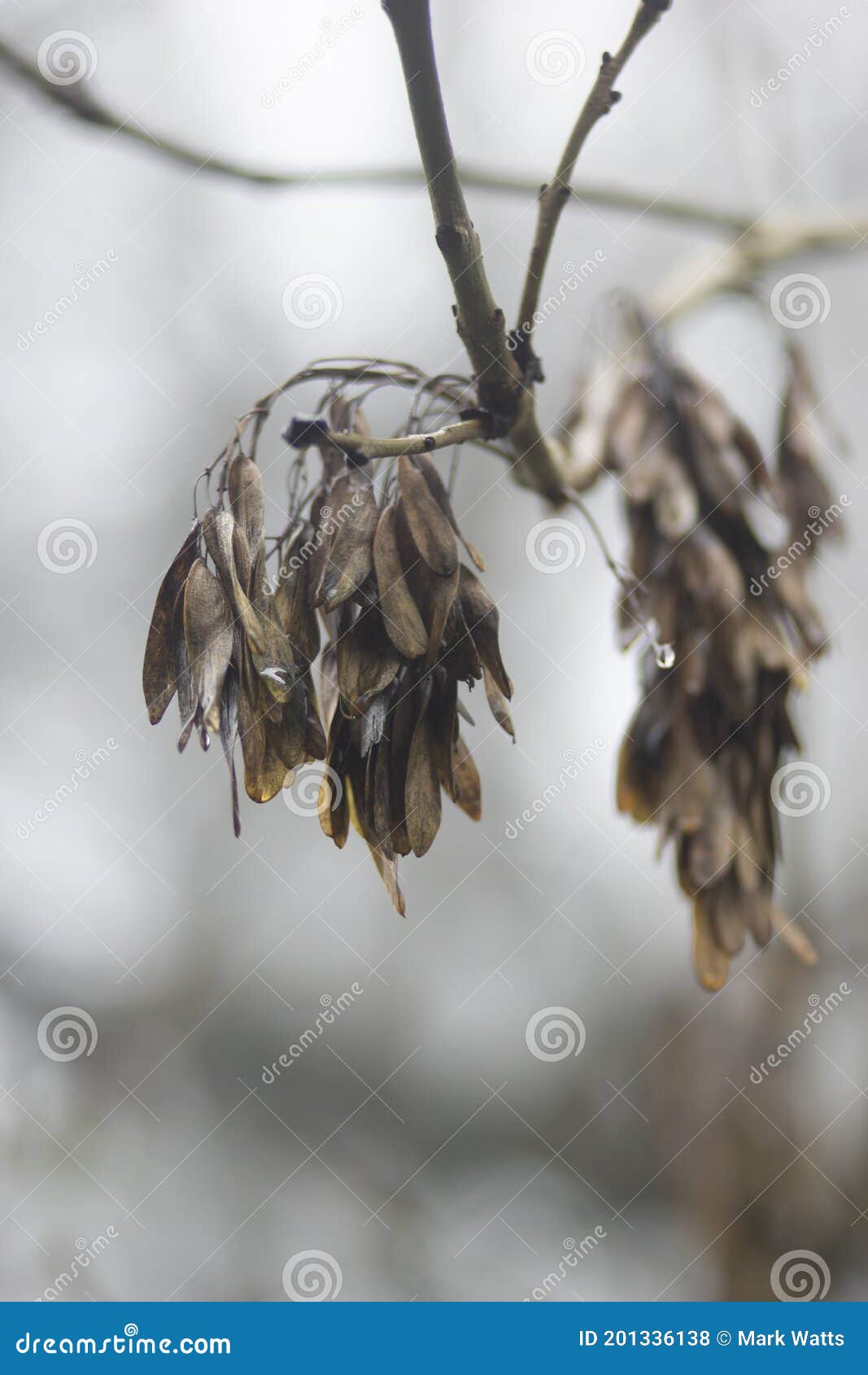 Seed Pods Hanging from the Tree Stock Photo - Image of invertebrate ...