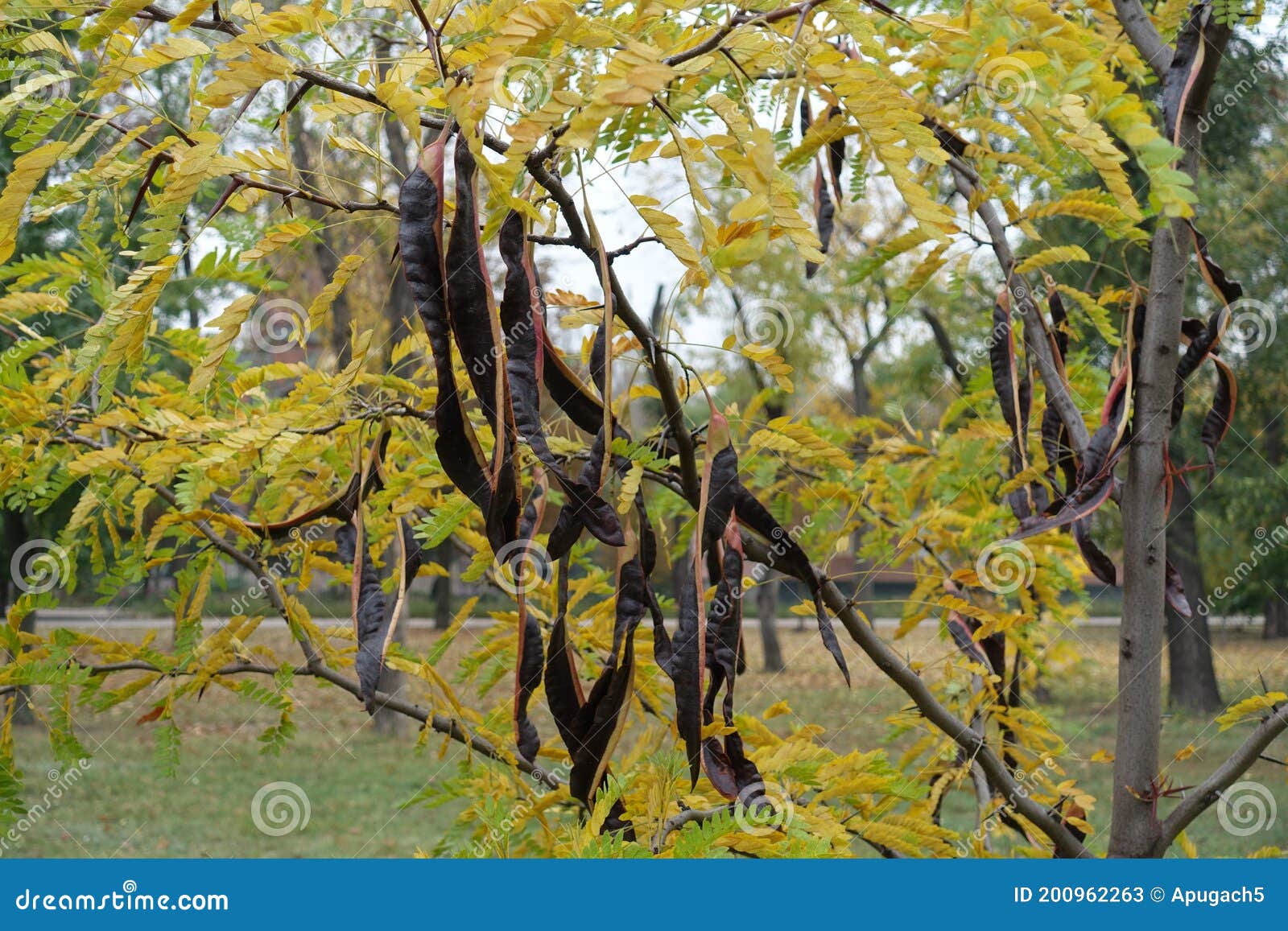 Seed Pods of Honey Locust in October Stock Image - Image of colorful ...