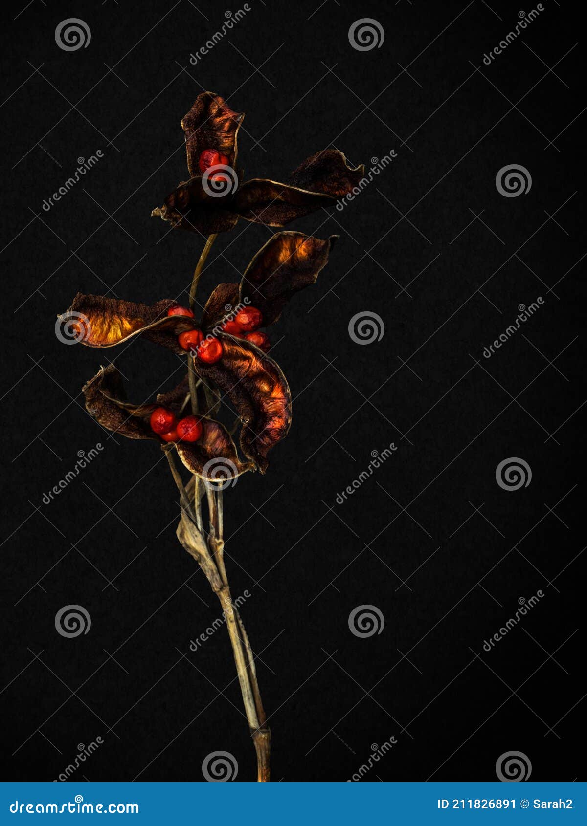 Stinking Toe Seed Pod Stock Photo | CartoonDealer.com #61821594