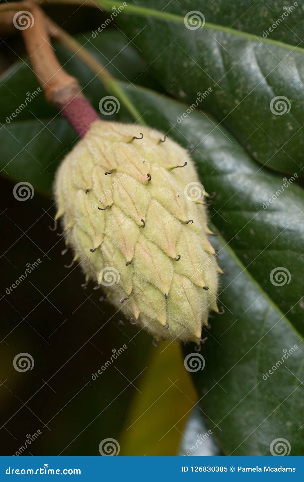 A Seed Pods of the Magnolia Tree Stock Image - Image of unclose ...