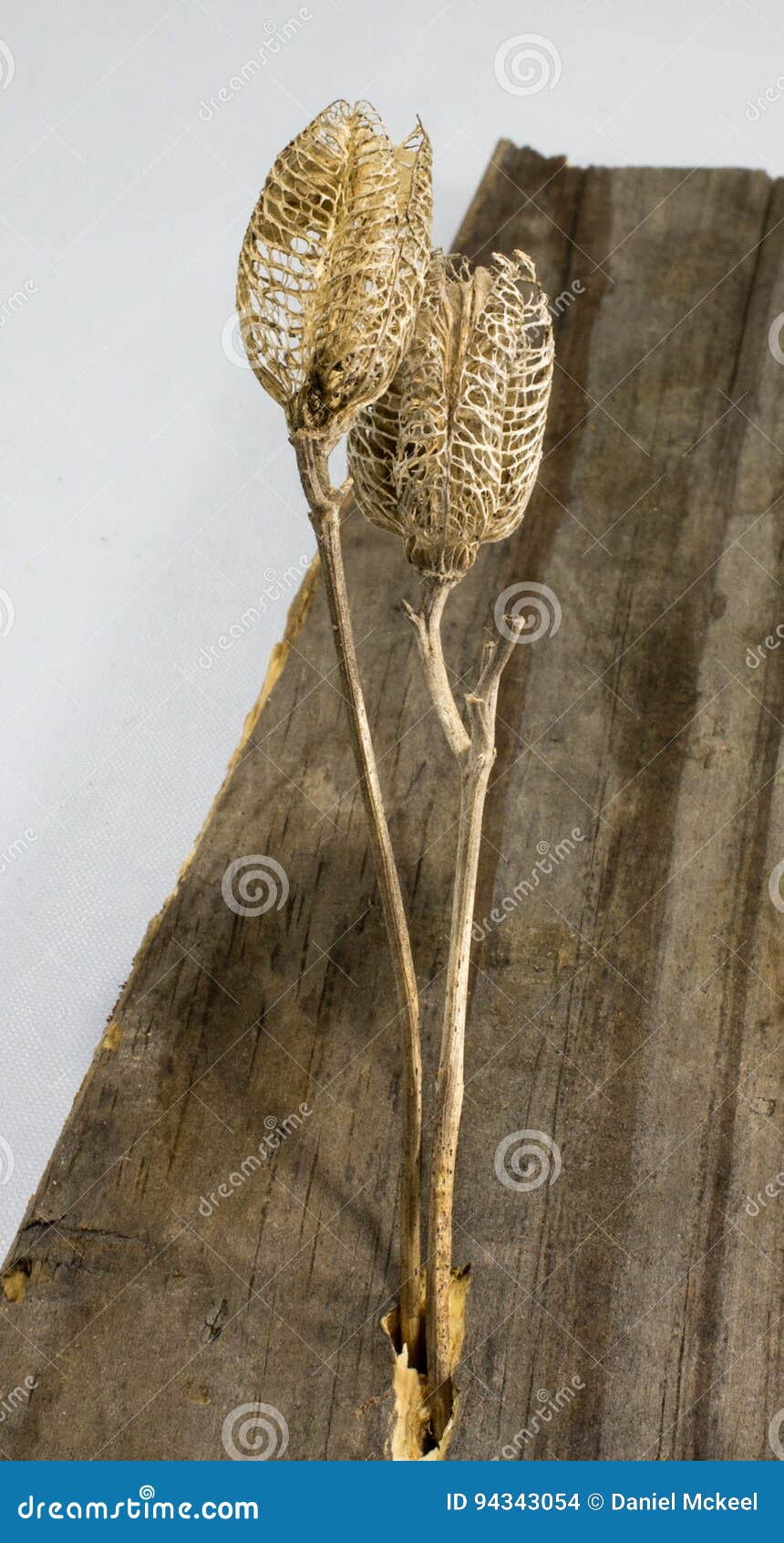 Seed Pods on Old Wood Board Stock Photo - Image of aged, cracked: 94343054