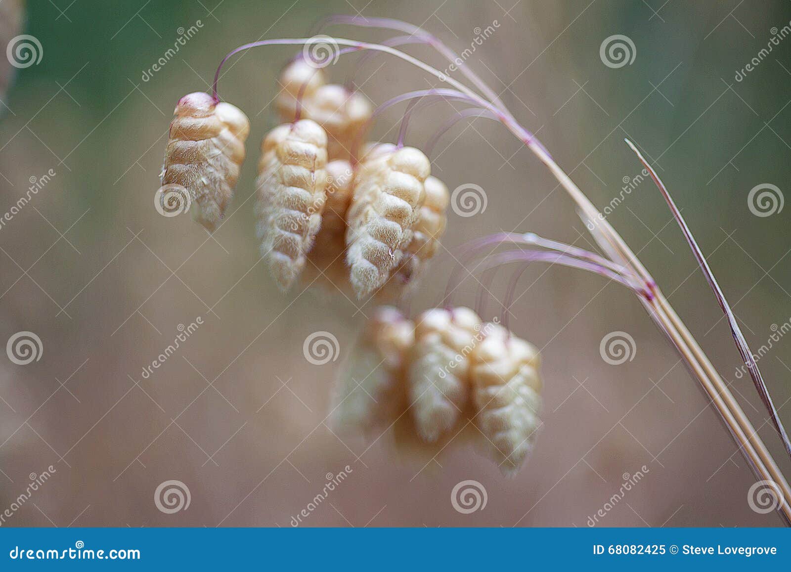 Seed Pods on Plant stock image. Image of botanical, plant - 68082425