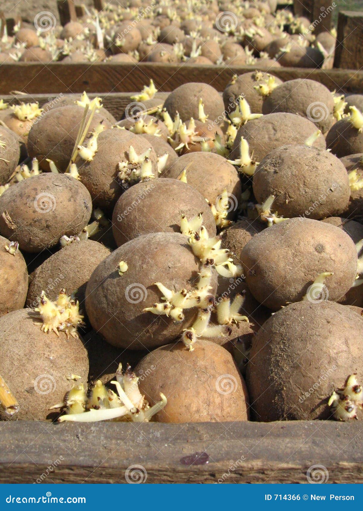 Seed-potatoes stock photo. Image of ground, grill, cooking - 714366