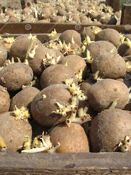 Seed-potatoes stock photo. Image of ground, grill, cooking - 714366