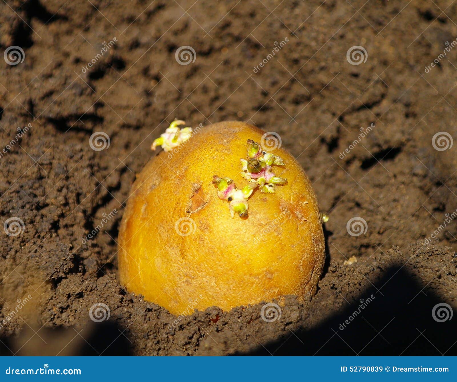Seed potatoes stock image. Image of germ, open, field - 52790839