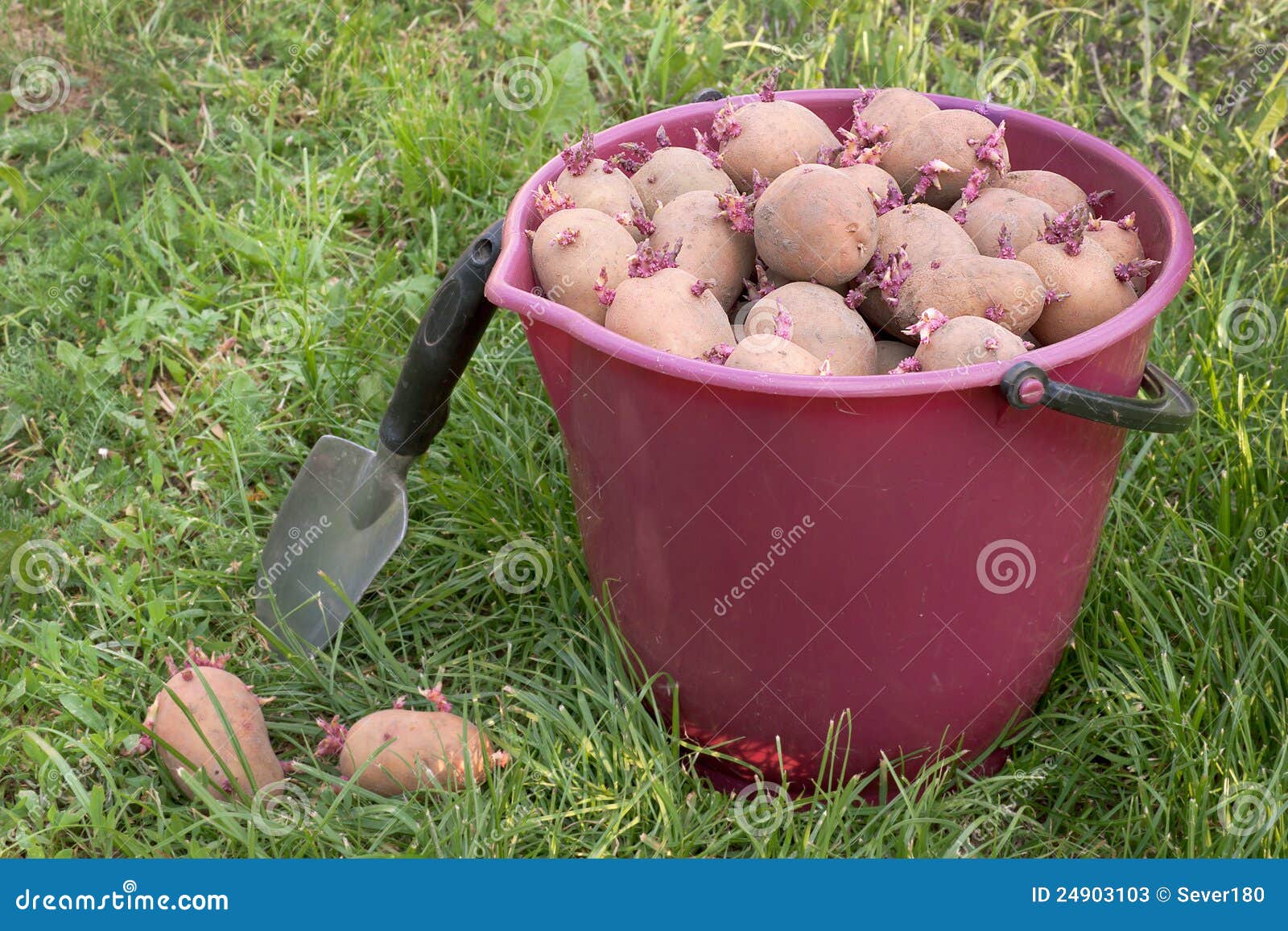 Seed Potatoes in a Red Bucket Stock Image - Image of bucketful, sprout ...