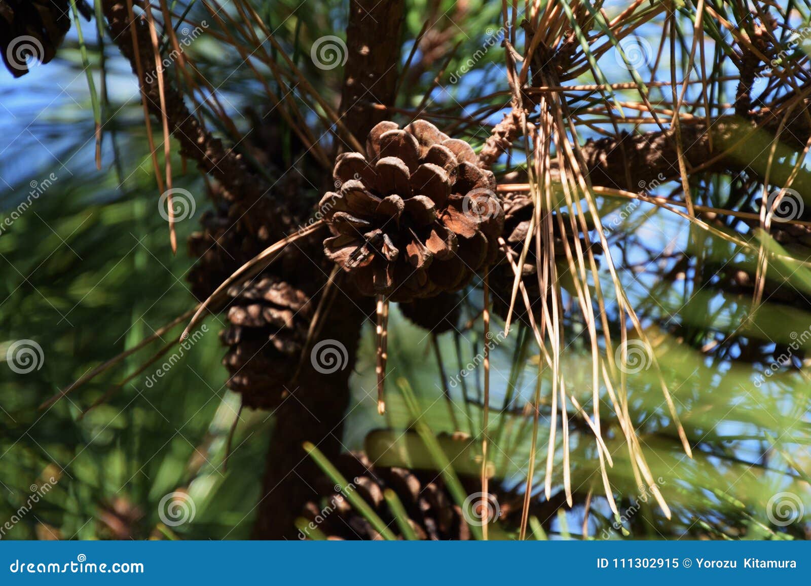 Pine cones stock image. Image of nature, seed, producing - 111302915