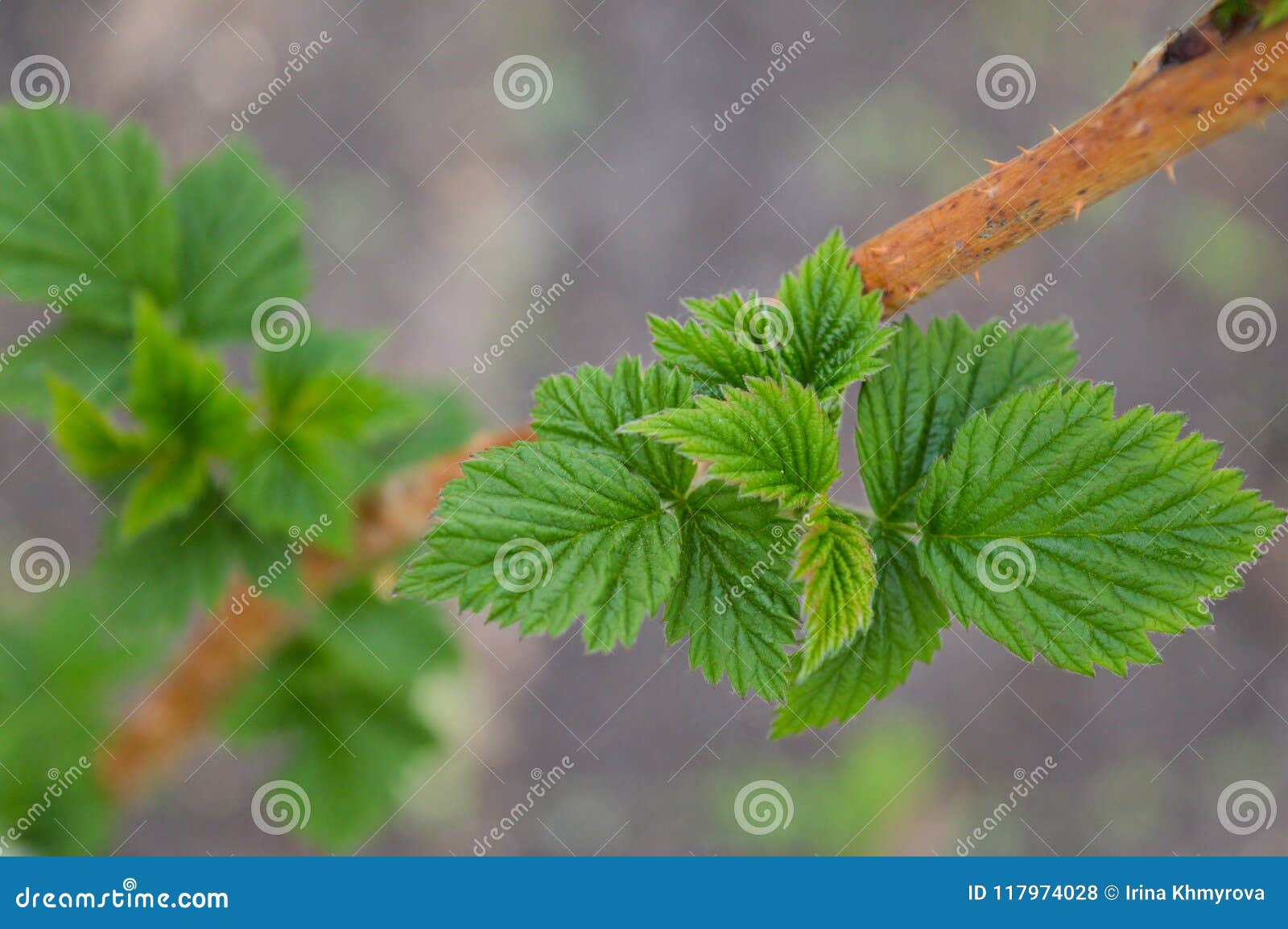 Seed of raspberry stock photo. Image of carnation, plant - 117974028