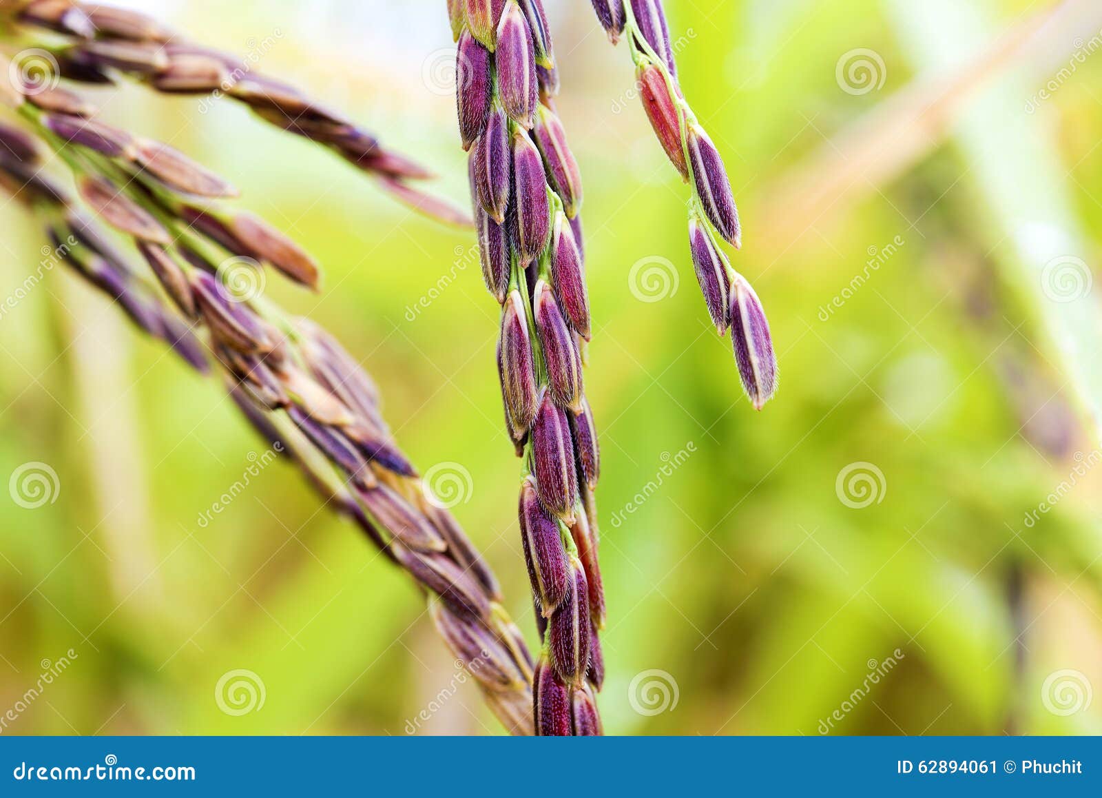 Seed of rice berry stock image. Image of thai, berry - 62894061