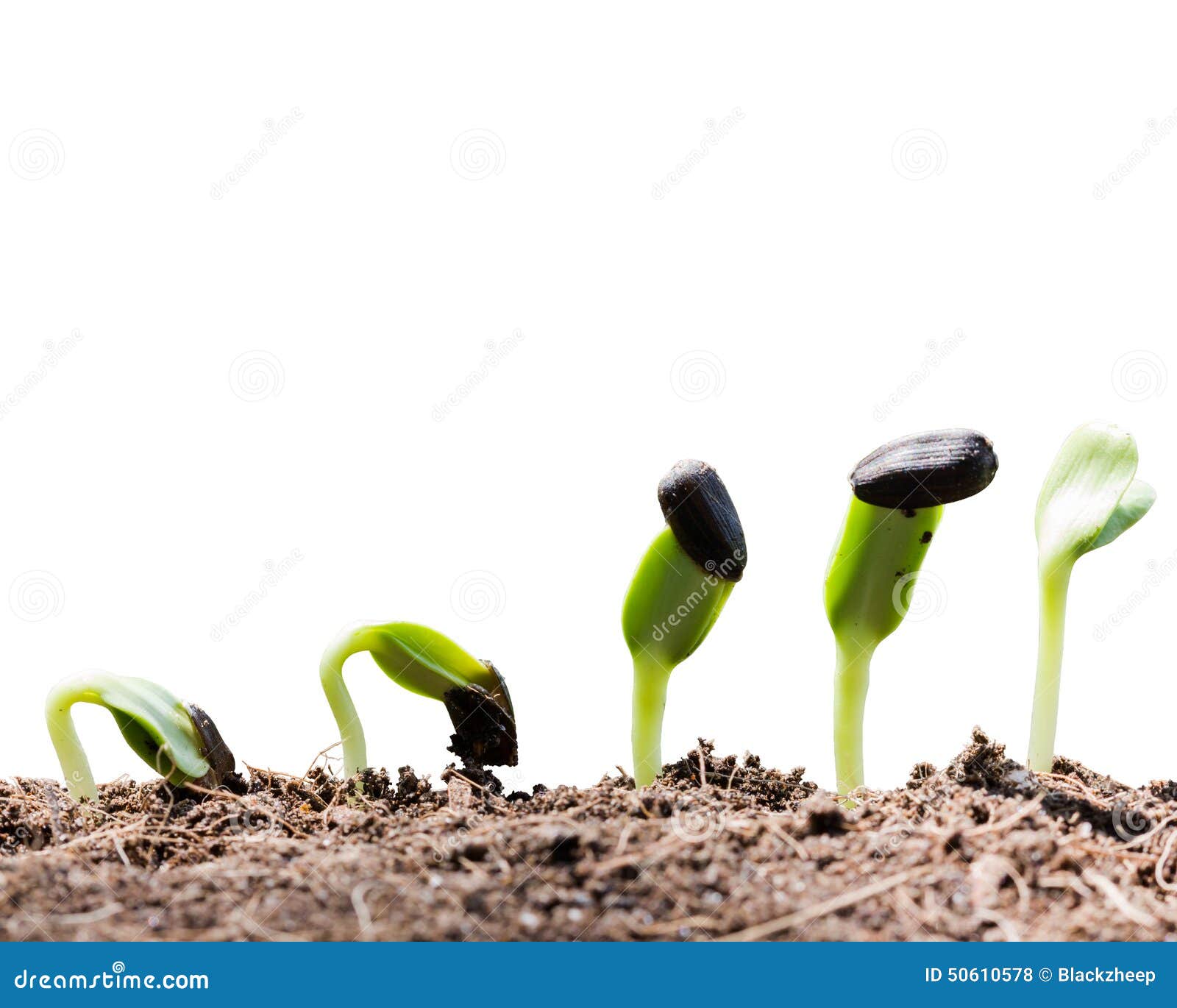 Seed Root On Soil Isolated On White Stock Photography | CartoonDealer ...