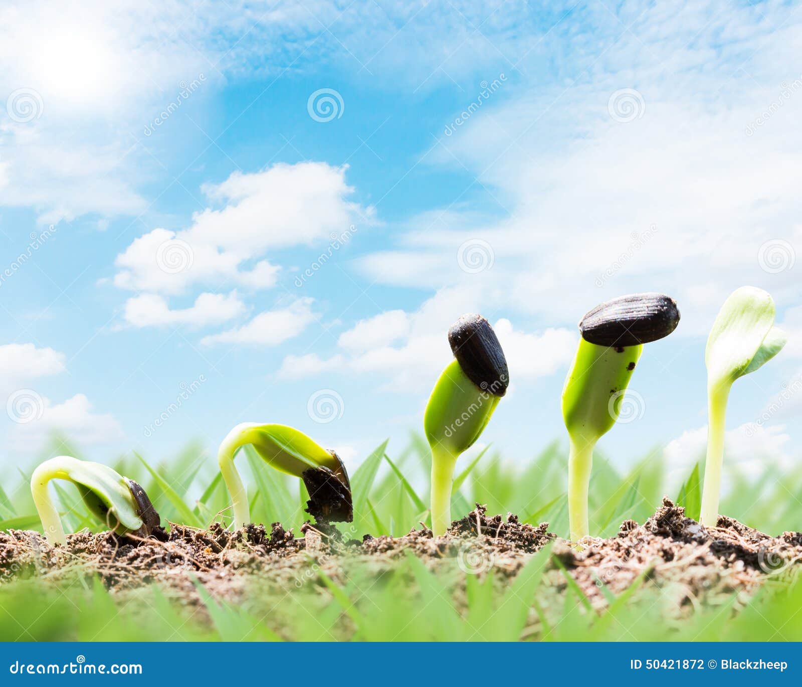 Seed Root On Soil Isolated On White Stock Photography | CartoonDealer ...