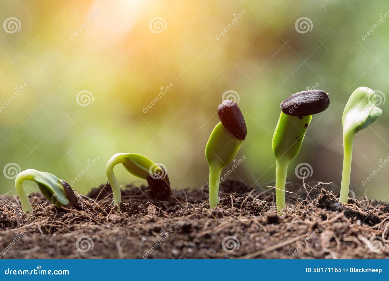 Seed Root on Soil Spring Season Stock Image - Image of growing, group ...