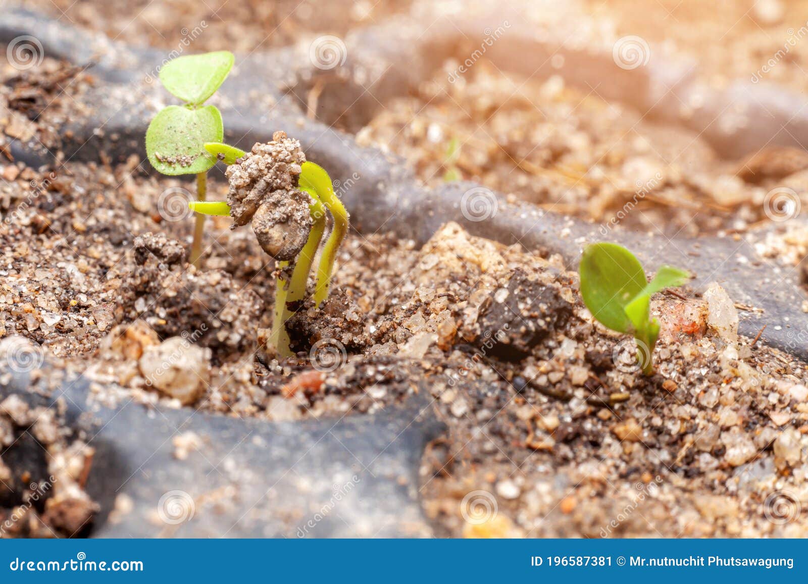 Seed Root On Soil Isolated On White Stock Photography | CartoonDealer ...