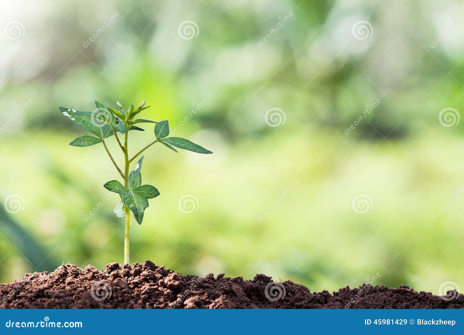 Seed Root On Soil Isolated On White Stock Photography | CartoonDealer ...