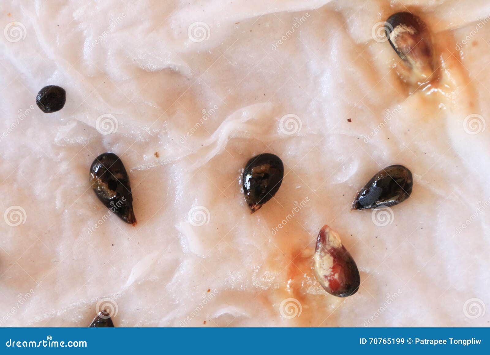 Seed rot disease stock image. Image of food, fungus, disease - 70765199