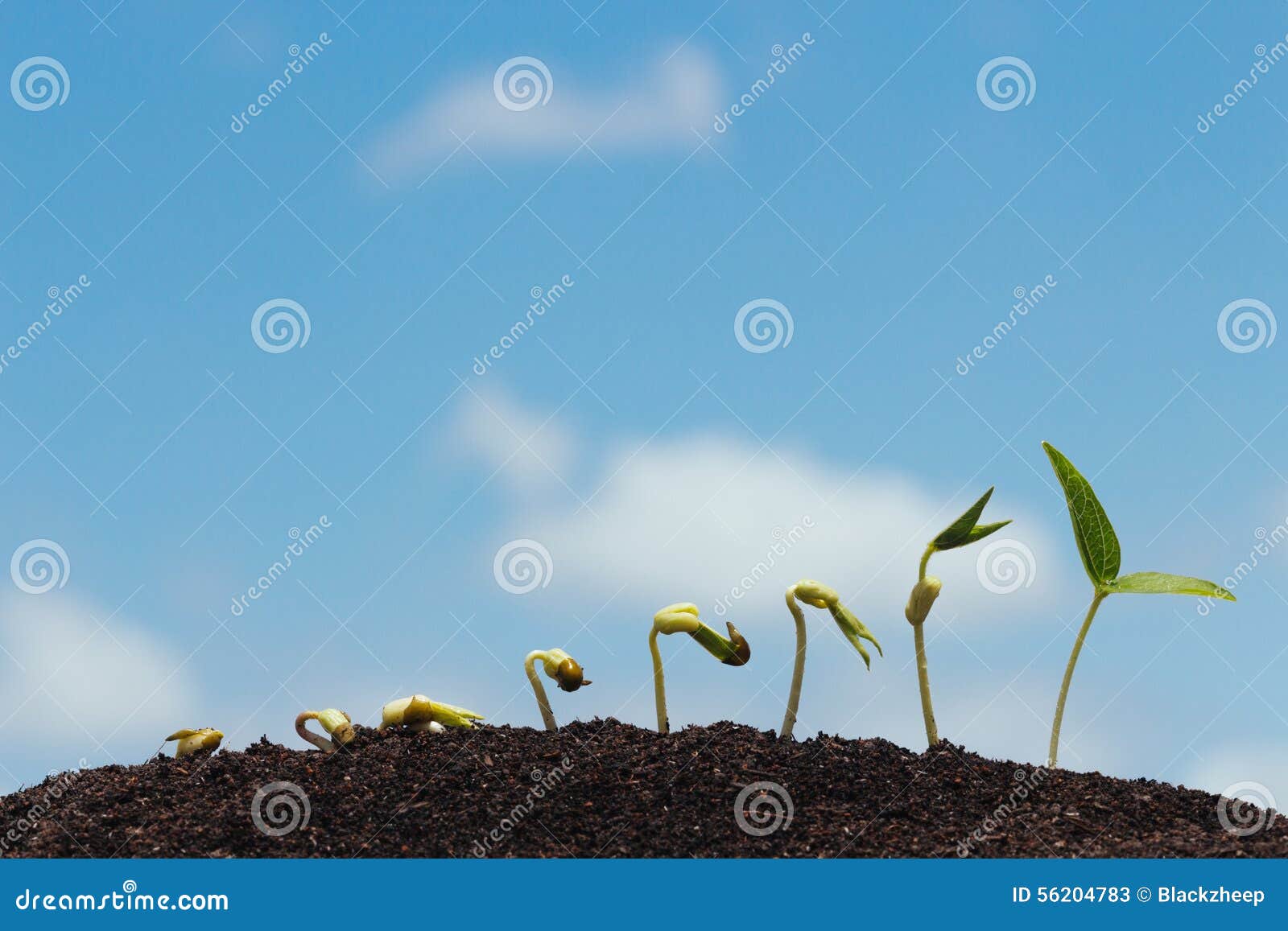 Seed row growing on soil stock image. Image of root, seed - 56204783