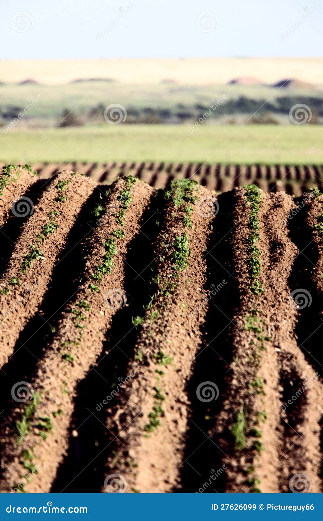 Seed rows stock image. Image of farming, dirt, natural - 27626099