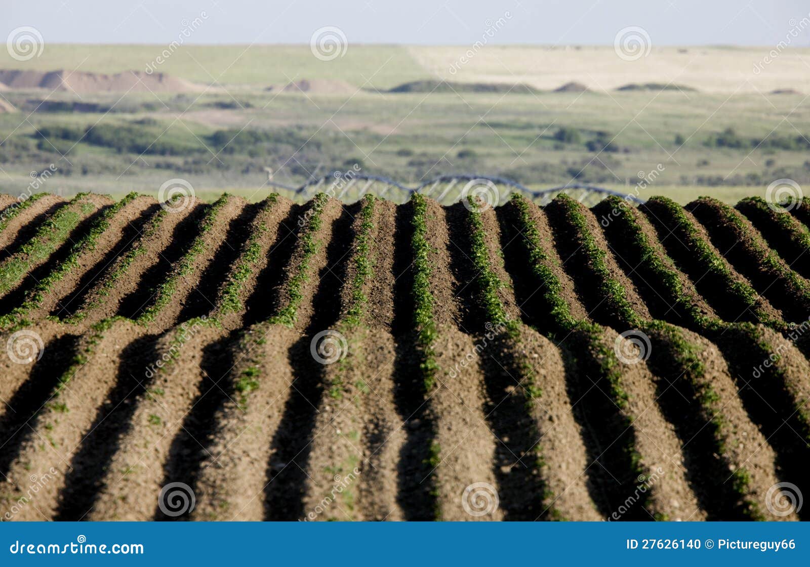 Seed rows stock photo. Image of soil, agriculture, natural - 27626140