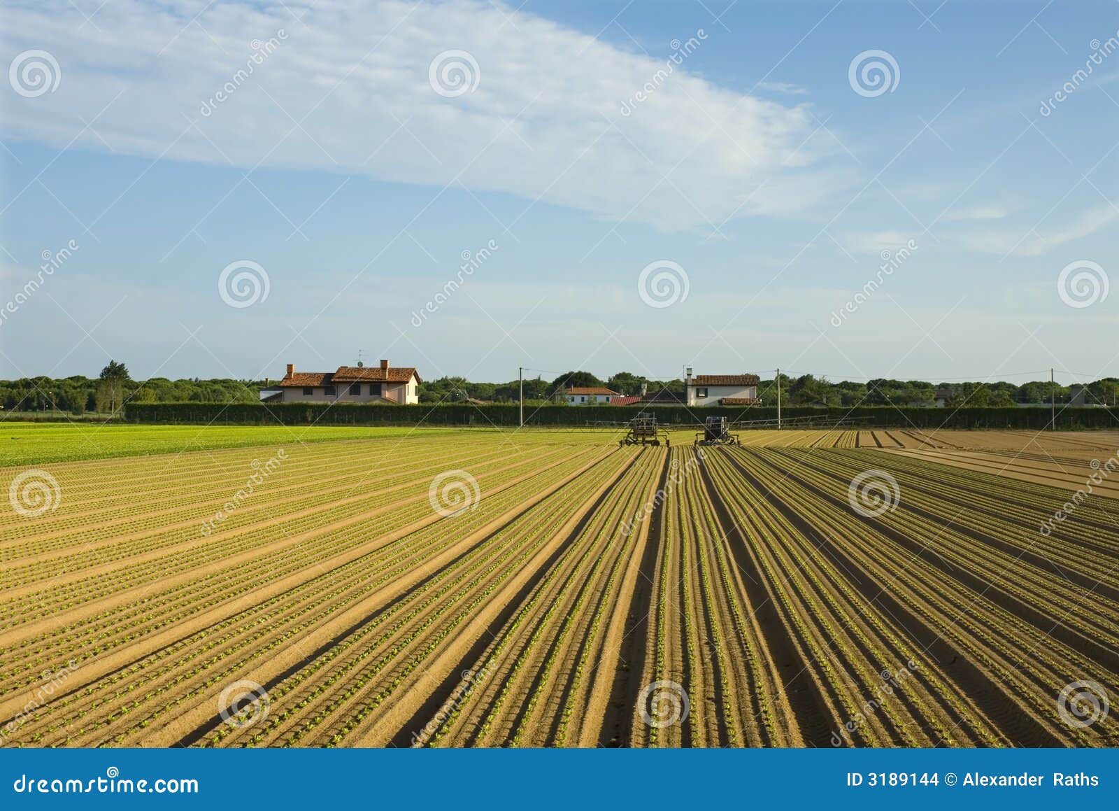 Seed rows stock photo. Image of spring, agricultural, nature - 3189144