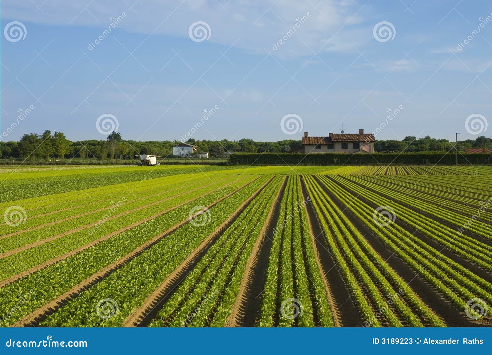 Seed rows stock image. Image of symmetry, nature, seed - 3189223