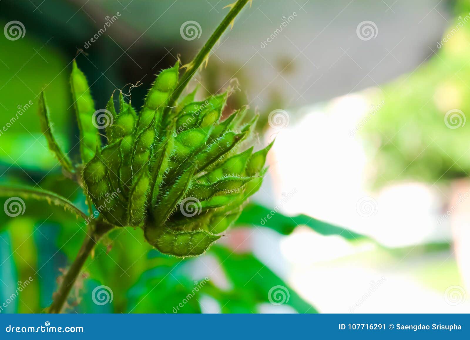 Seed`s sensitive plant stock image. Image of flora, mimosa - 107716291