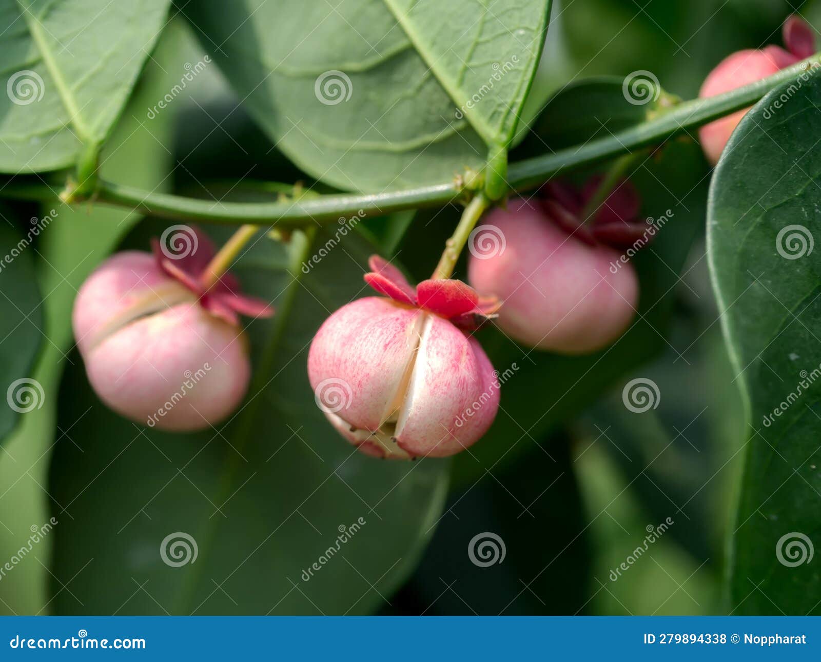 Seed Of Sauropus Androgynus, Star Gooseberry Royalty-Free Stock Image ...