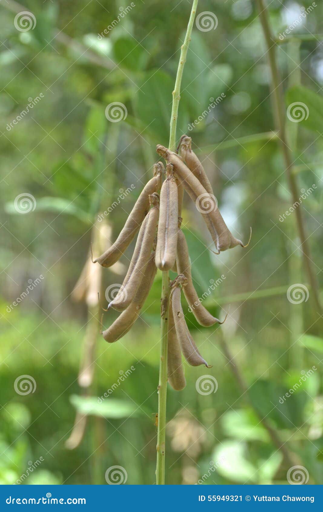 Seed stock image. Image of seed, crop, mature, breeding - 55949321