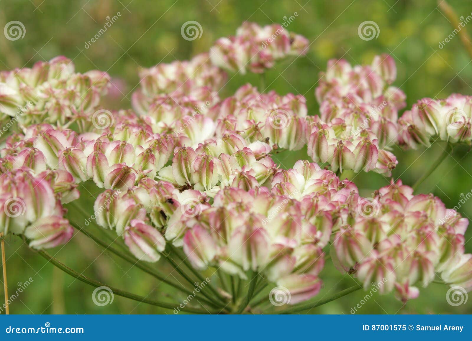 Seed of sermountain stock image. Image of vegetal, seed - 87001575