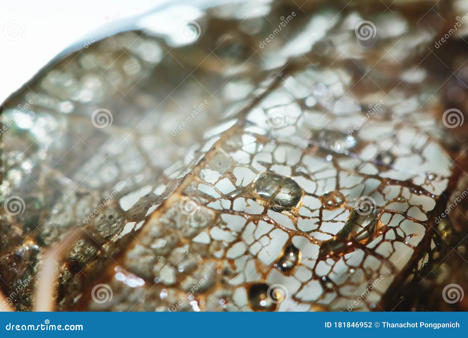Seed Shell in Close Up for Beautiful Nature Background Stock Photo ...