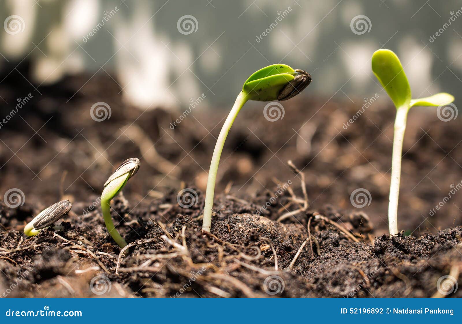 Seed on Soil - New Life Concept Stock Photo - Image of botany, root ...