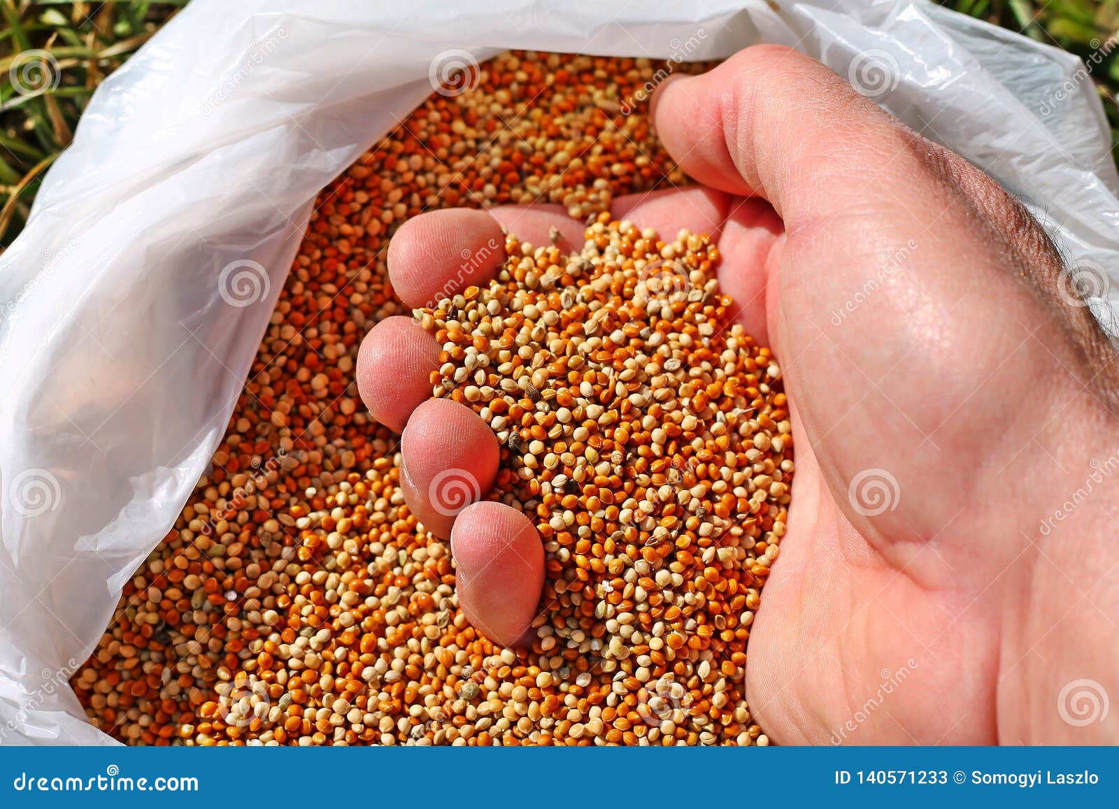 Springtime seed sowing. stock image. Image of ingredient - 140571233
