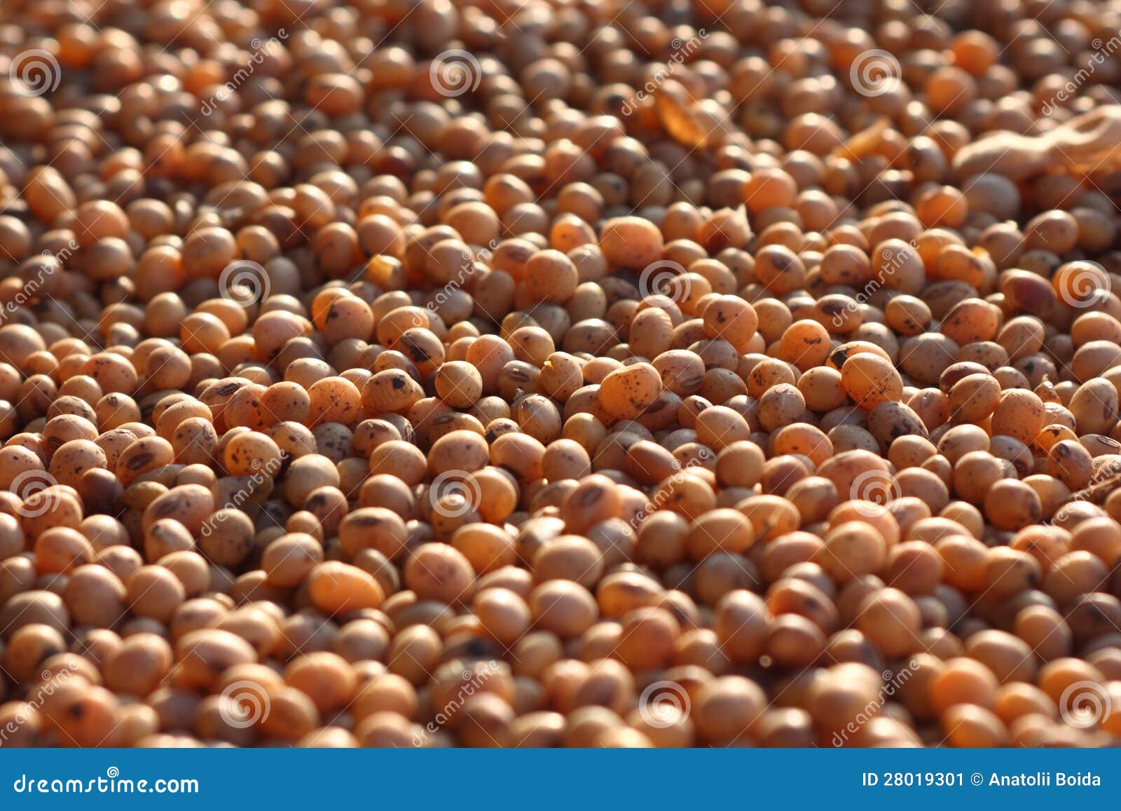Seed of soy stock image. Image of sleeve, food, grain - 28019301