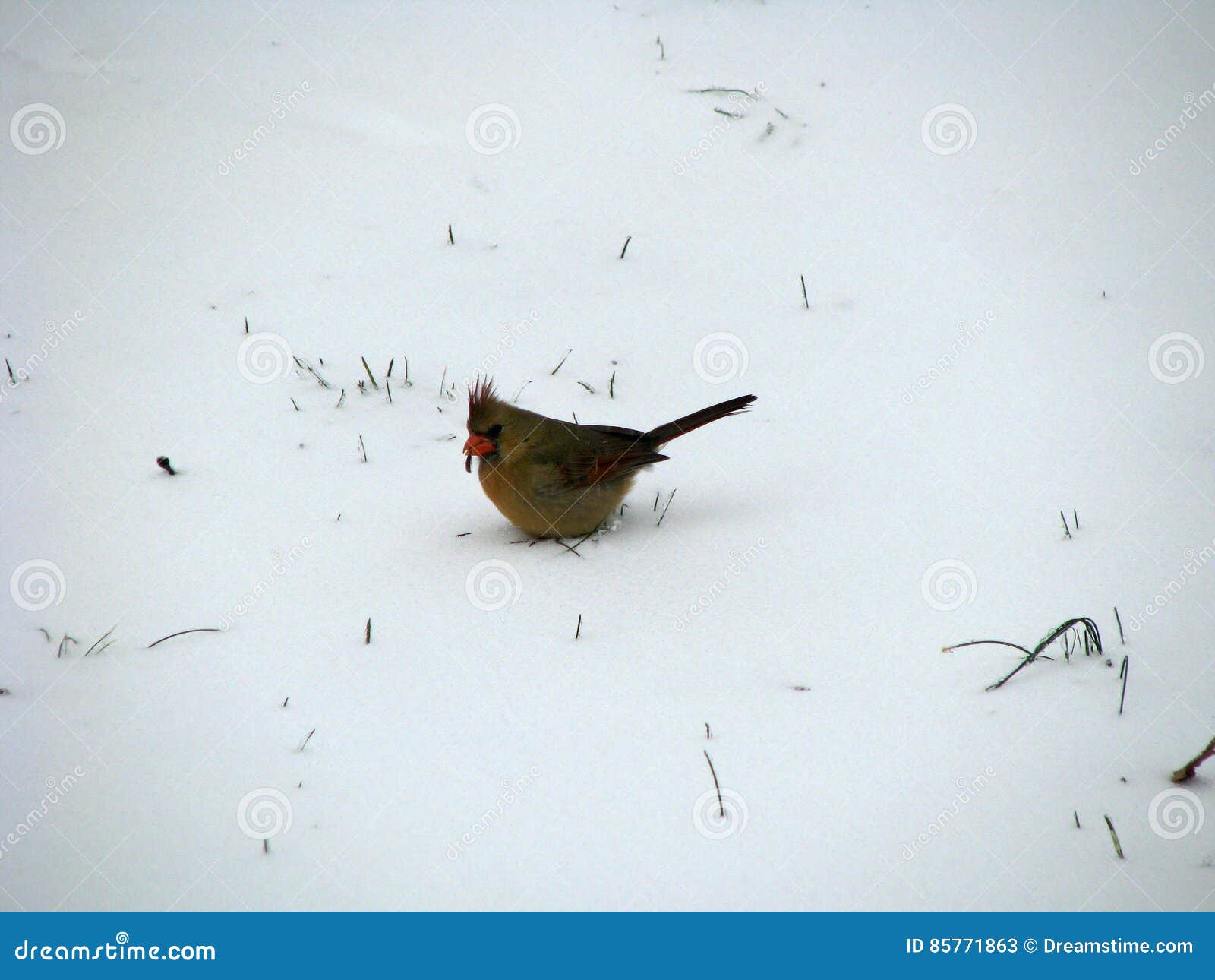 Seed Spitter stock image. Image of snow, feathers, bird - 85771863
