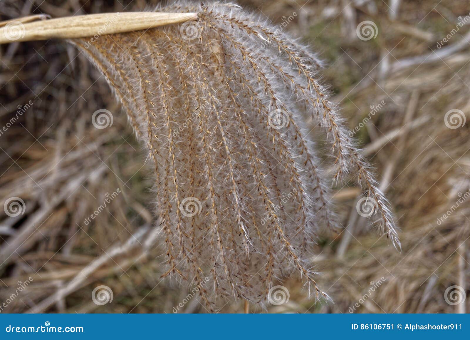 Seed spores reed, details stock image. Image of color - 86106751