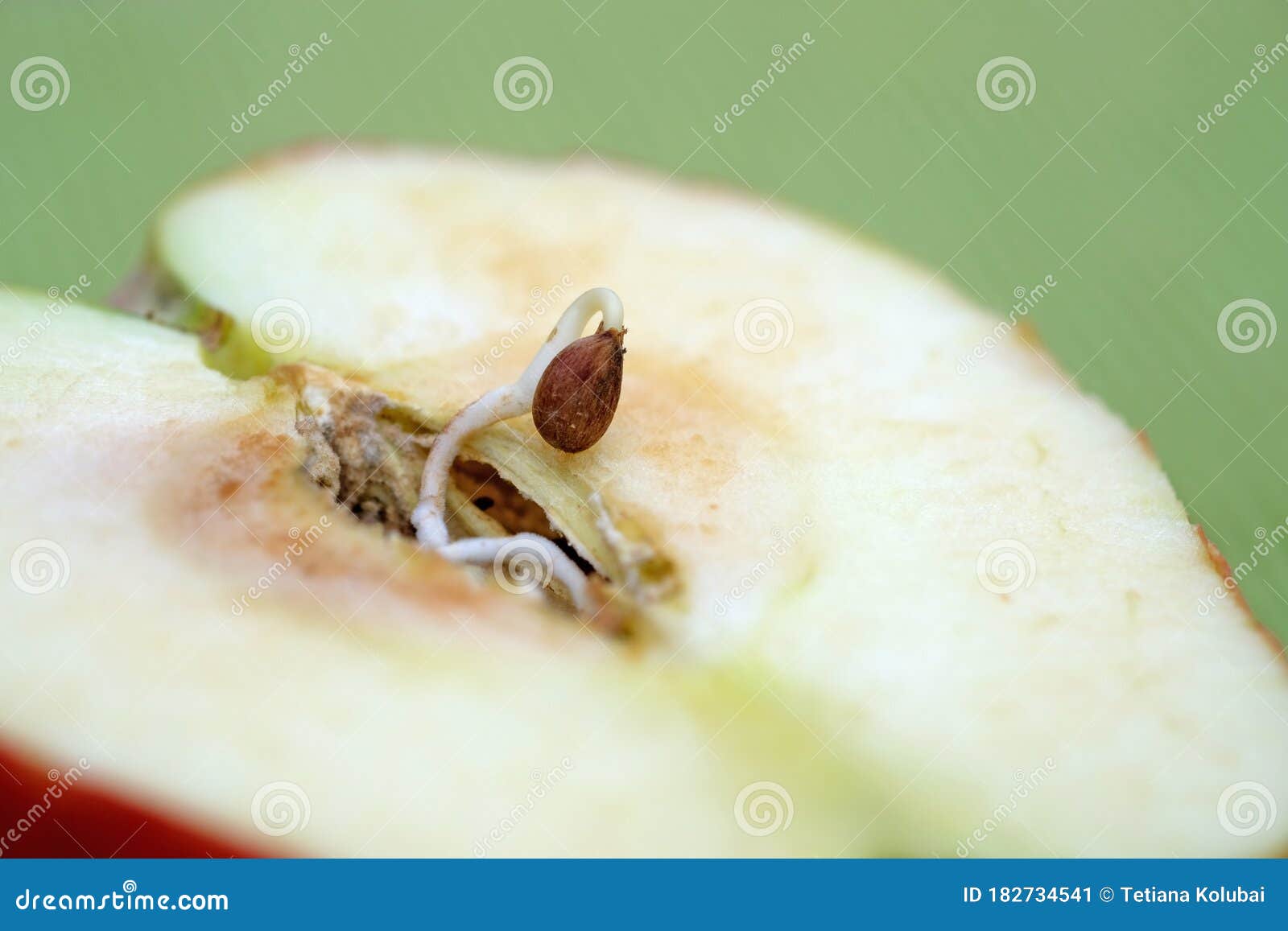 A Seed Sprouted in an Apple. Stock Image - Image of isolated, green ...