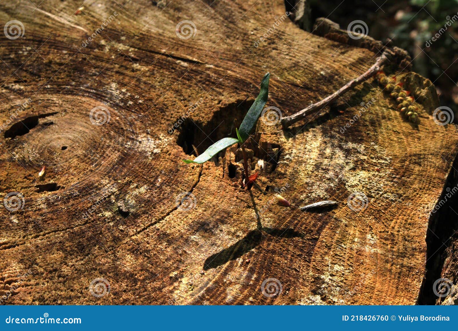 The Seed Sprouted in an Old Tree Stump and a Tender Sprout with Two ...