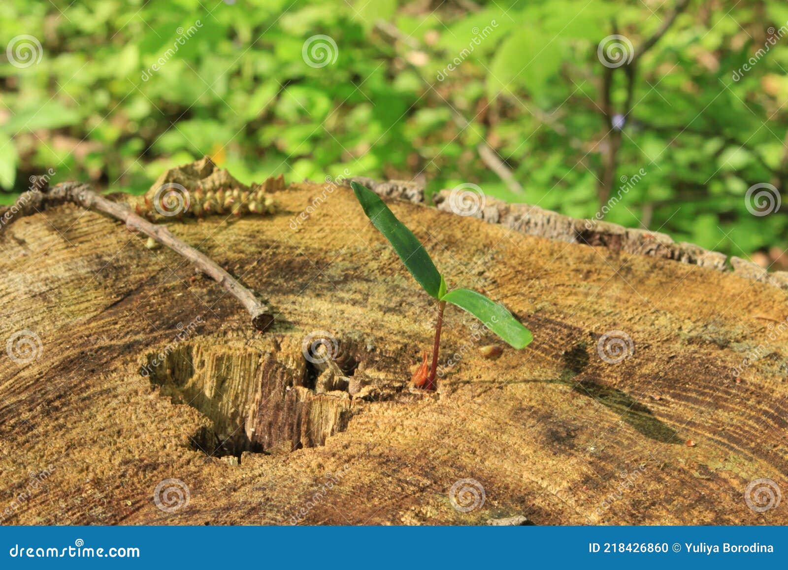 The Seed Sprouted in an Old Tree Stump and a Tender Sprout with Two ...