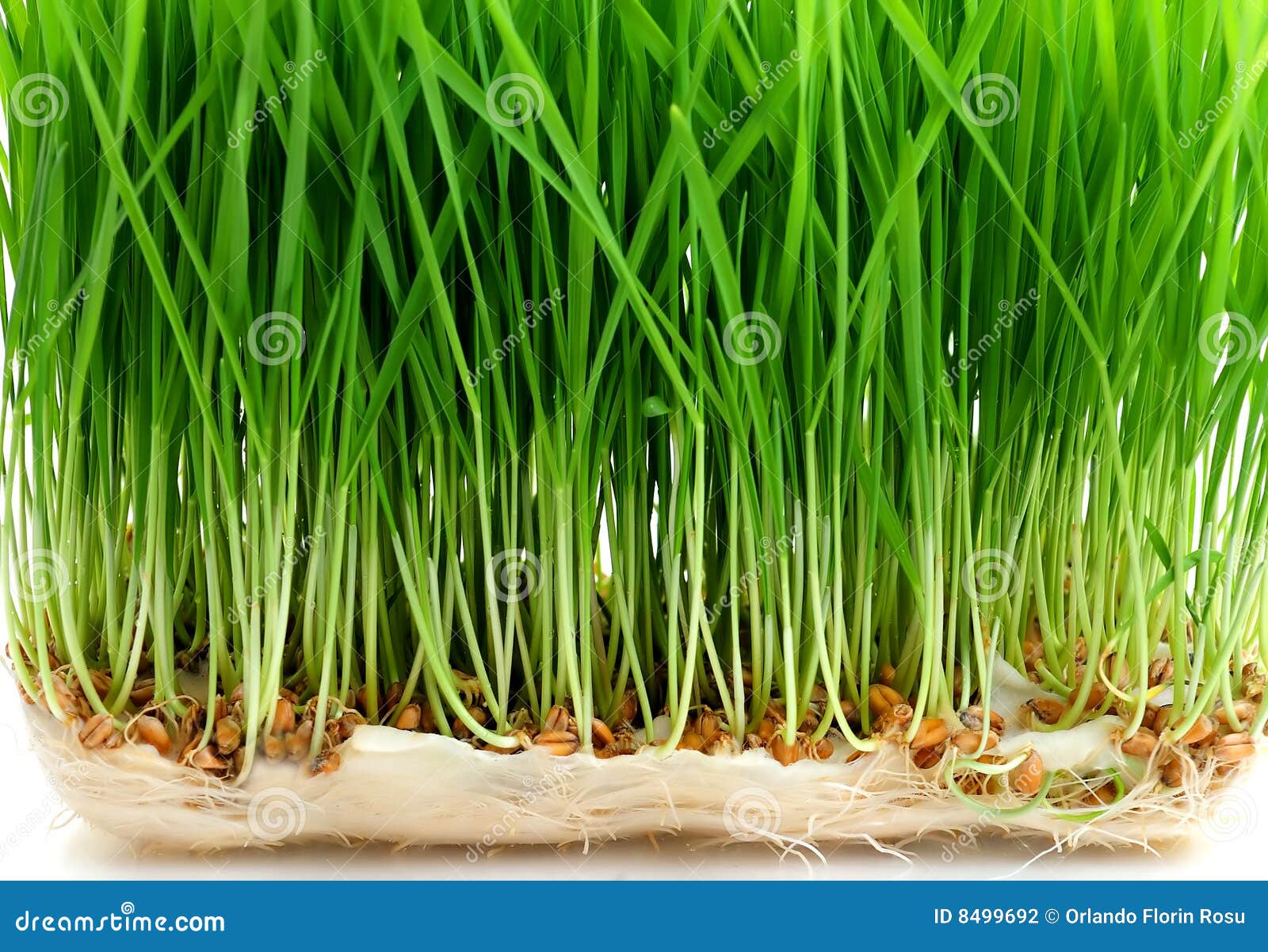 Seed sprouting stock photo. Image of abundance, cereals - 8499692