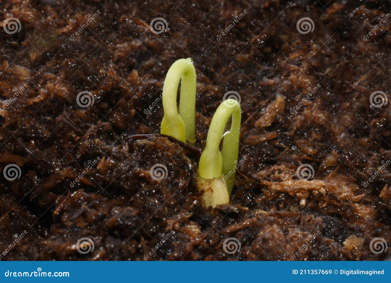 Sprouting Seed Seedlings in Brown Soil Stock Image - Image of fragile ...
