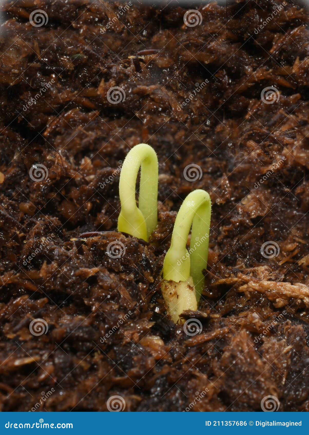 Sprouting Seed Seedlings in Brown Soil Stock Photo - Image of concept ...