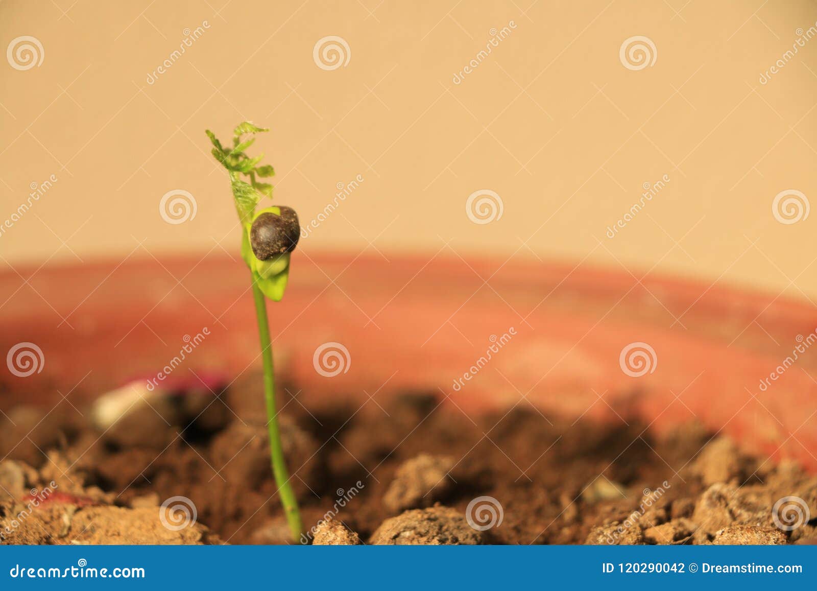 Seed sprouting stock photo. Image of sprouting, seeds - 120290042
