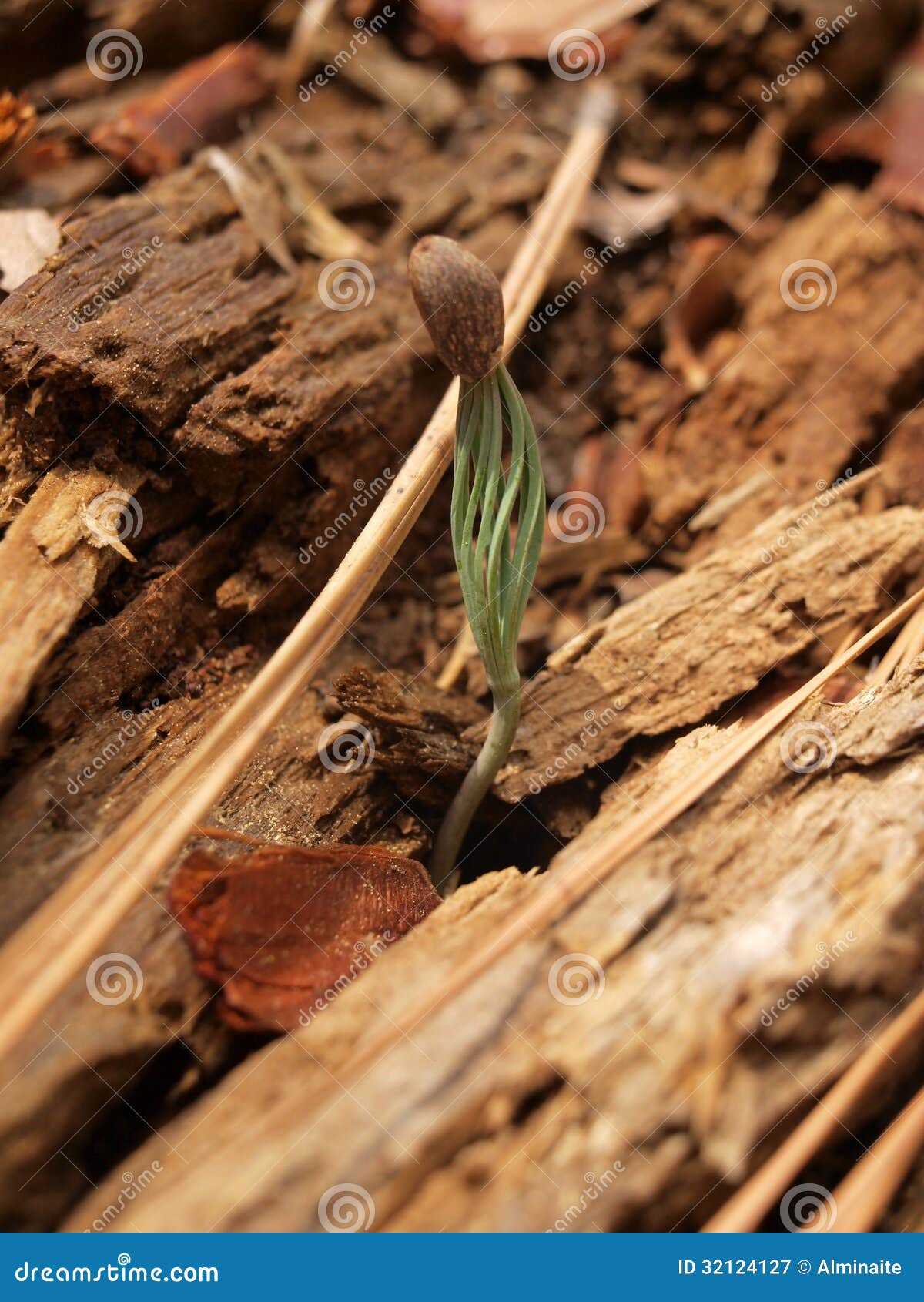 Seed sprouting stock image. Image of gardening, agriculture - 32124127