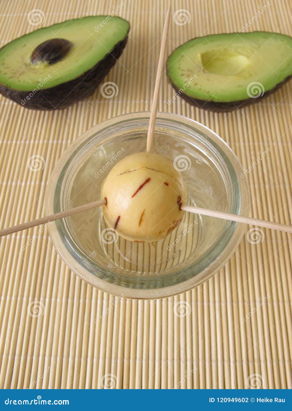 Seed in Sprouting Process for a Avocado Tree Stock Photo - Image of ...