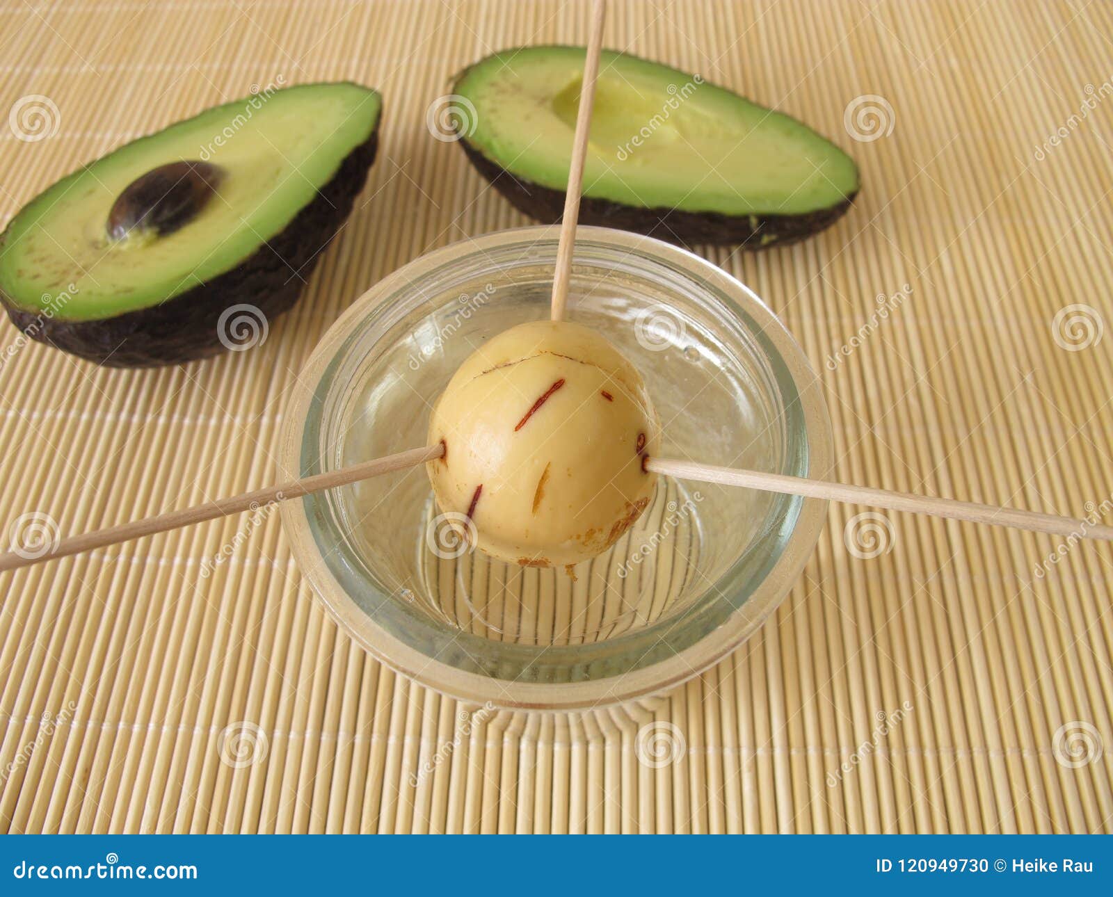 Seed in Sprouting Process for a Avocado Tree Stock Photo - Image of ...