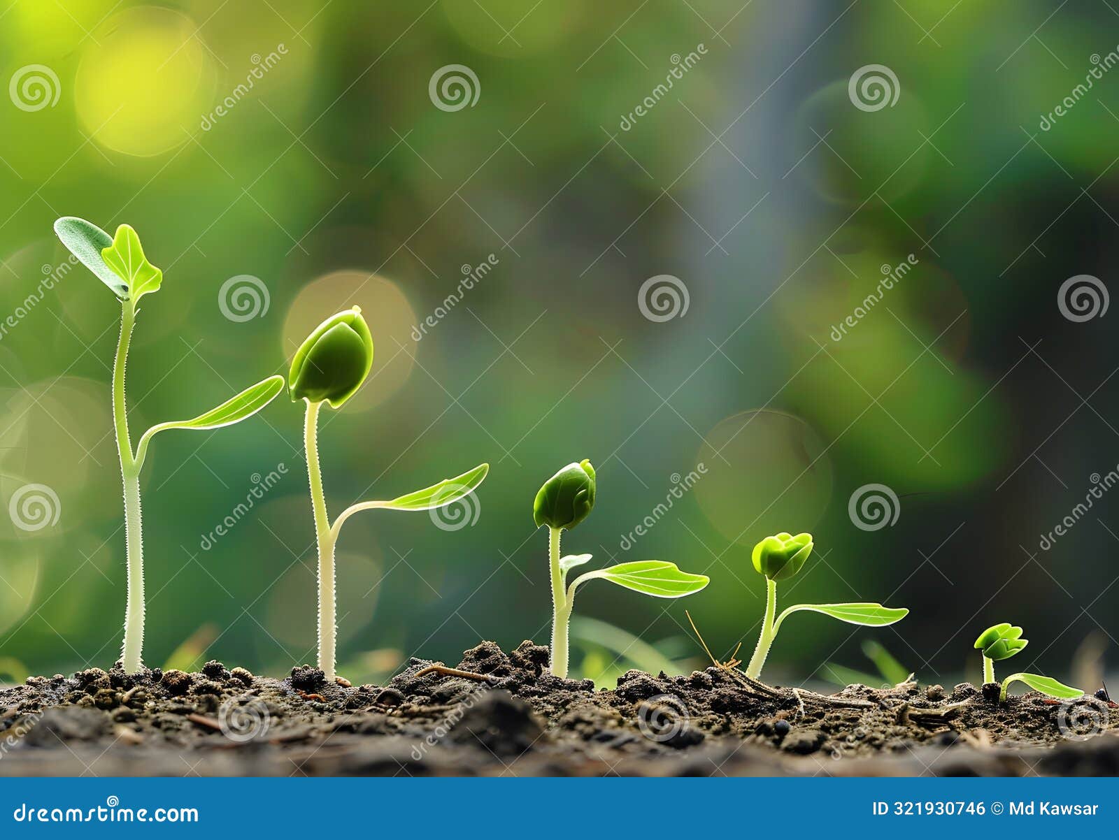 Seed Sprouting into Young Plants in Different Stages Stock Illustration ...