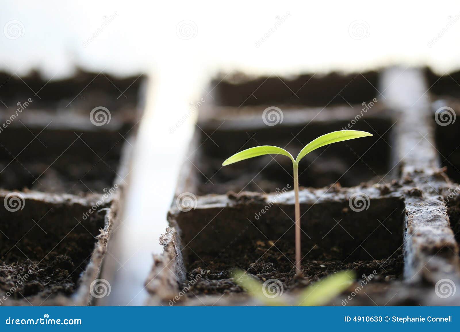 Seed Starting stock photo. Image of dirt, organic, starting - 4910630