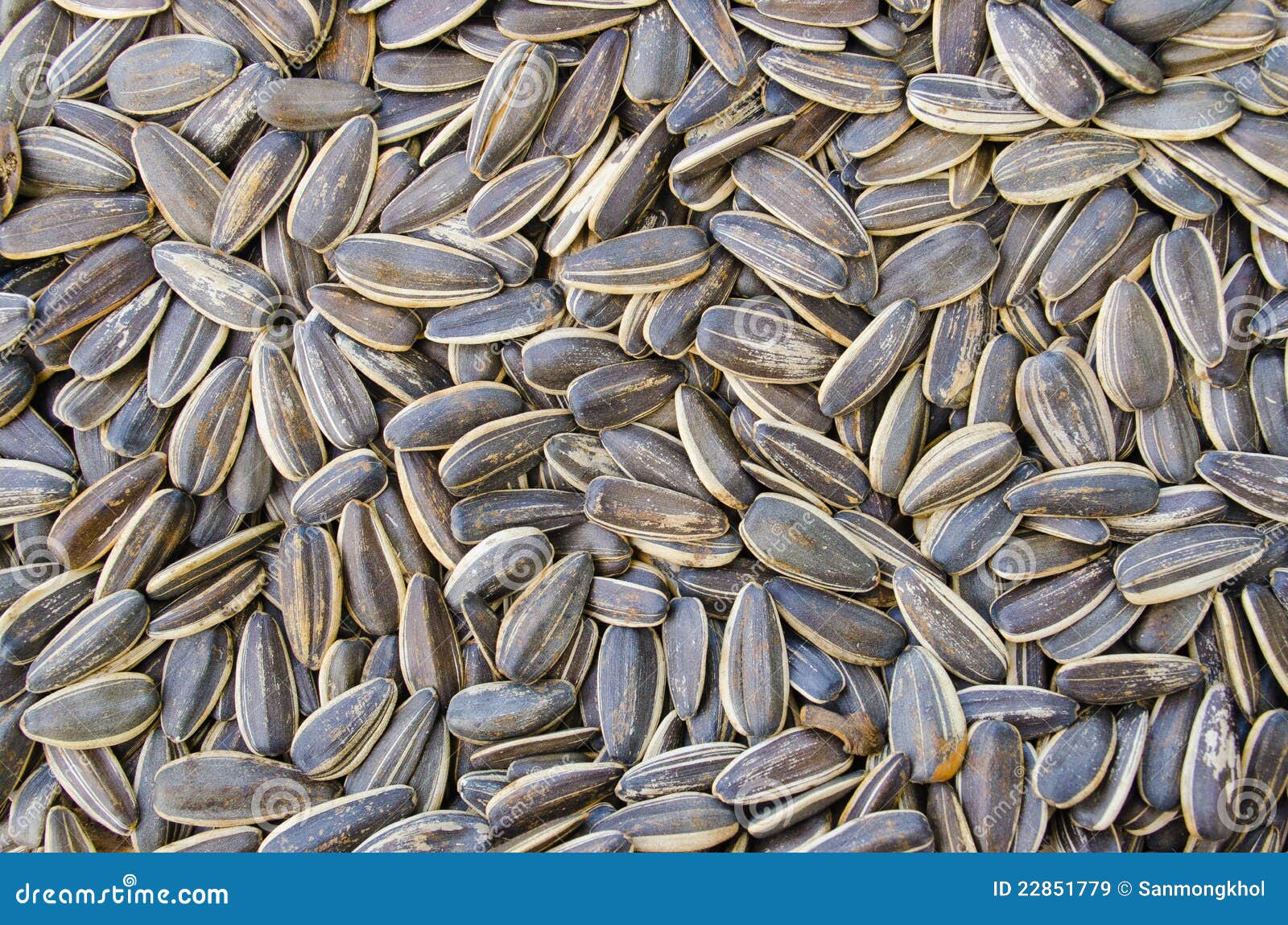 The Seed of Sunflower Texture Stock Image - Image of ageing, strength ...