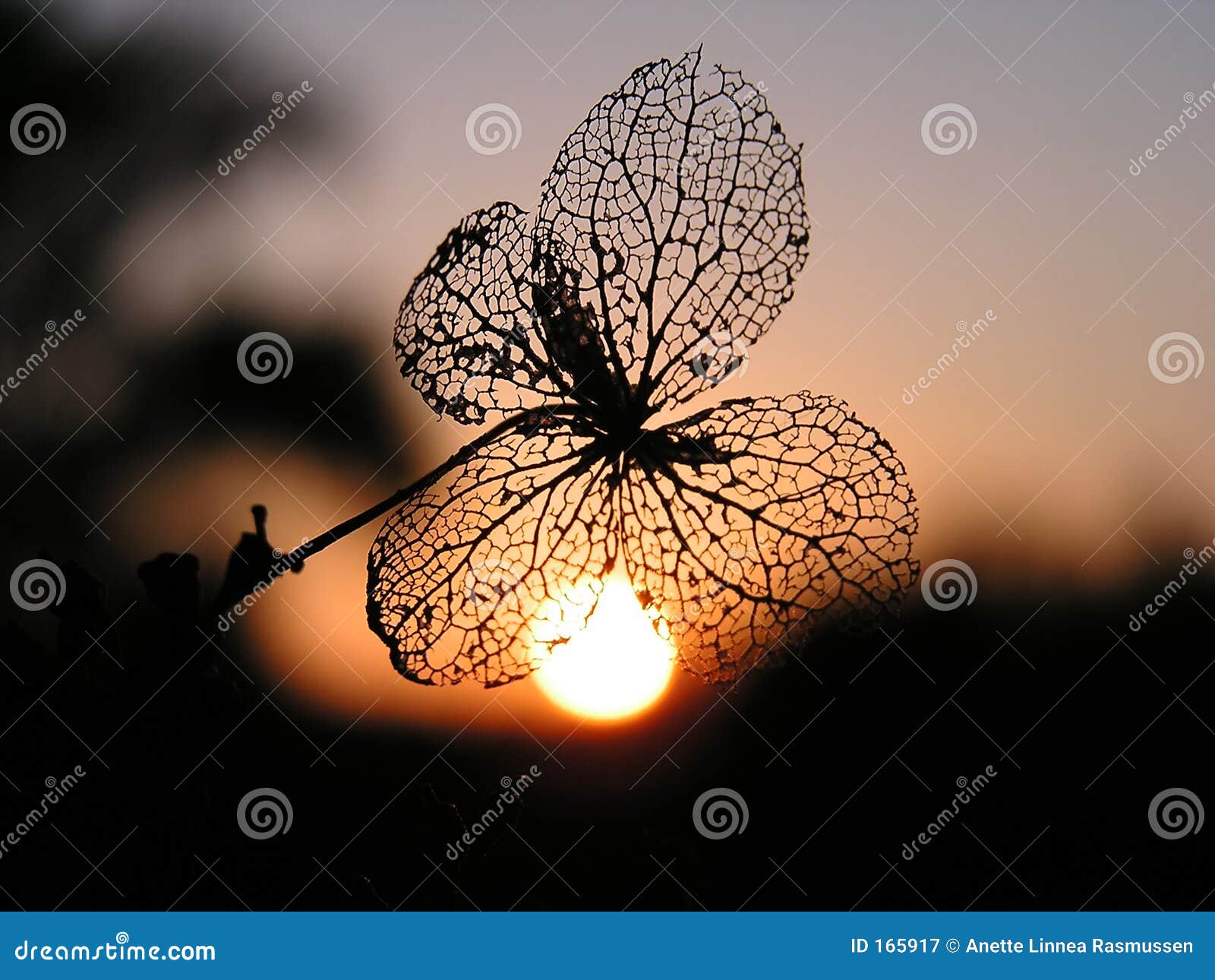 Seed at sunset stock image. Image of macro, flower, structure - 165917