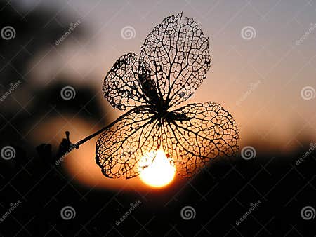 Seed at sunset stock image. Image of macro, flower, structure - 165917